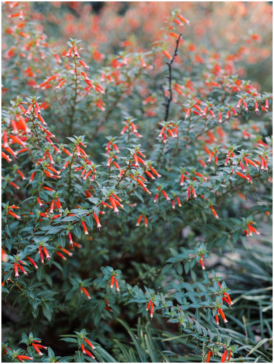 Capturing Love amid Iconic Backdrops: Engagement Session at the ...