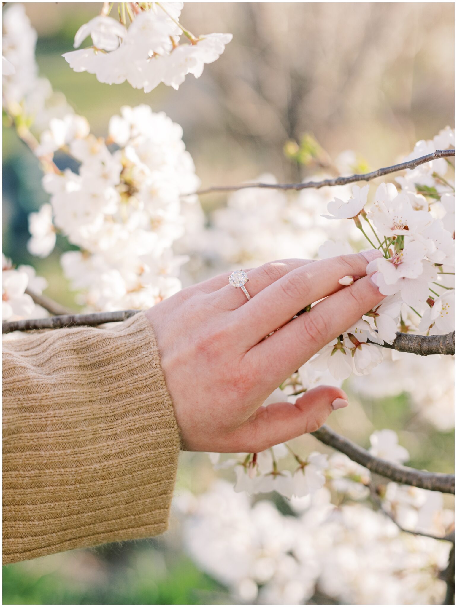Alexa and Seth's Golden Hour Engagement Session at Ben Brenman Park ...